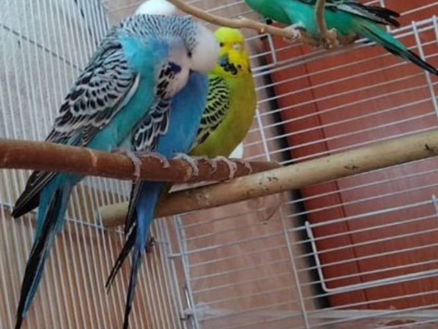 Попугаи ввп чехи