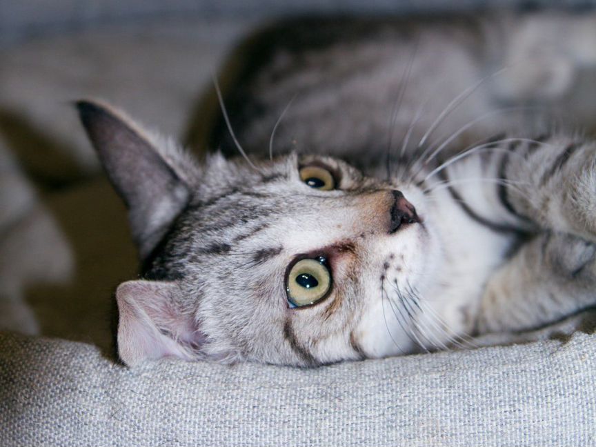 Ласковый котенок