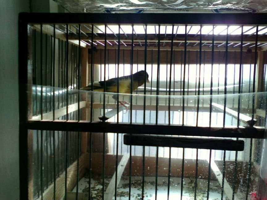 Продаю канареек