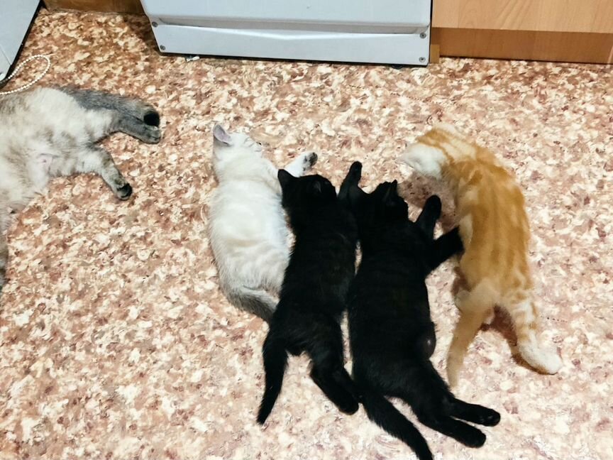 Продам котят шотландские