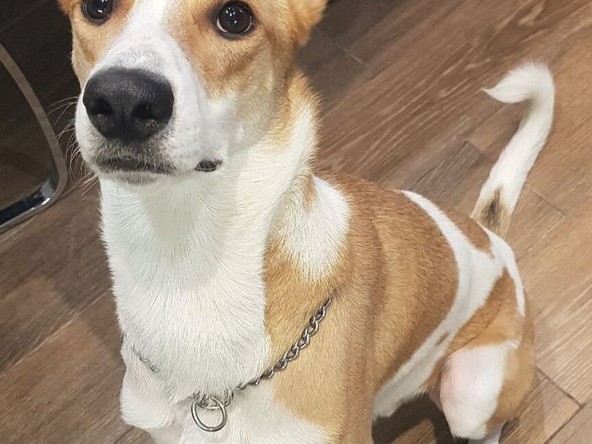 Отдам кинологу