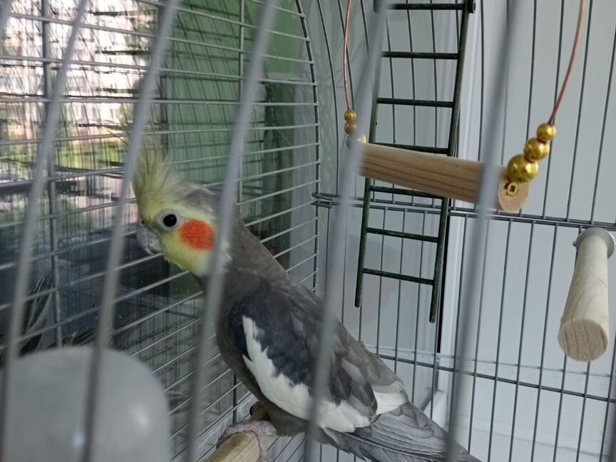 Попугай корелла с клеткой