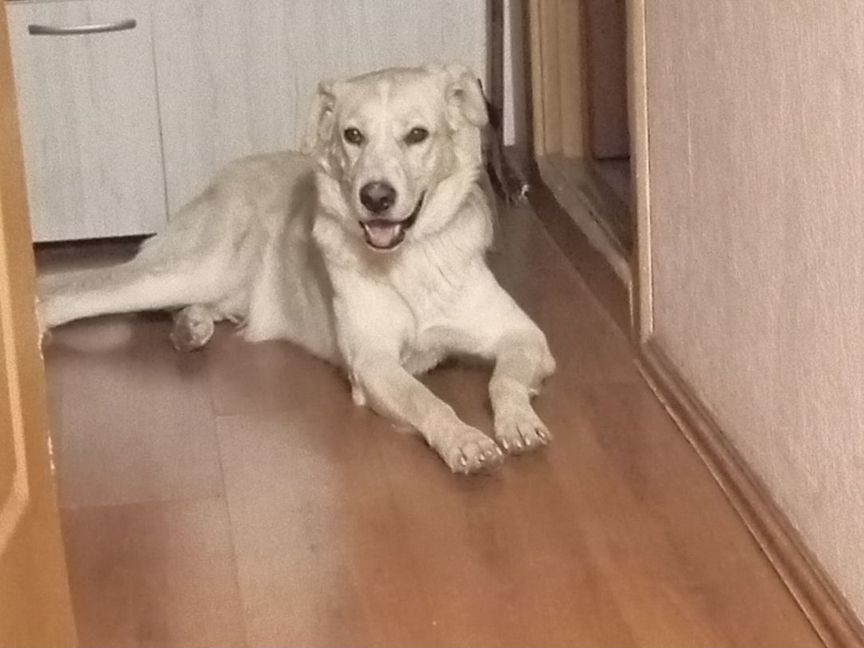 Отдам собаку