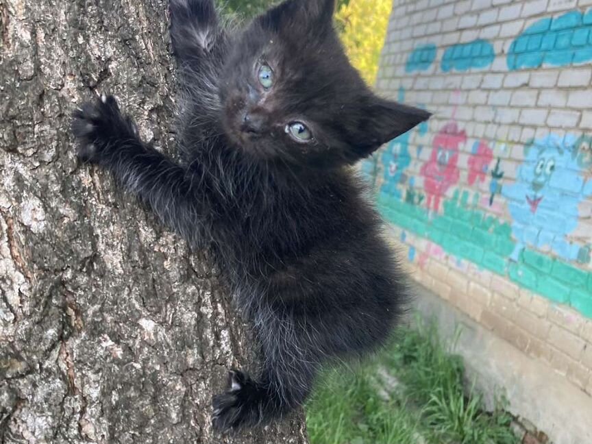 Отдам в добрые руки.мальчик котенок
