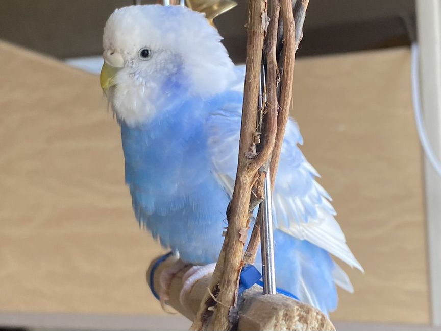 Волнистый попугай самка