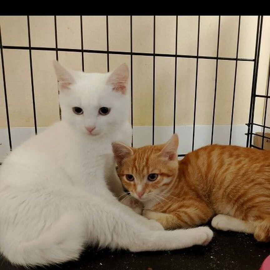 Котятам негде жить