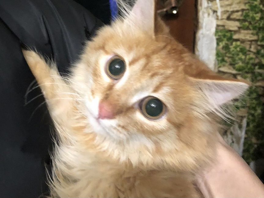 Спасите котенка