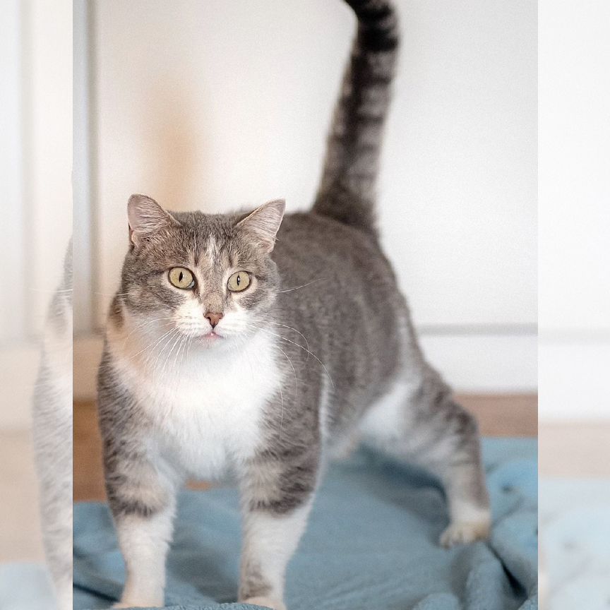 Британская короткошёрстная, взрослая кошка