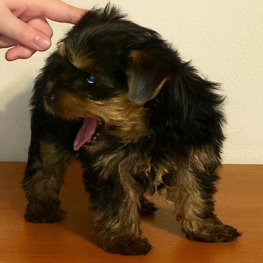 Йоркширский терьер, щенок