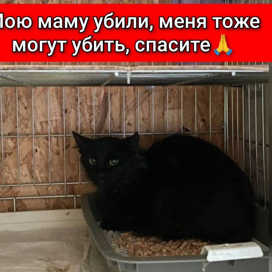 Взрослая, кошка в добрые руки