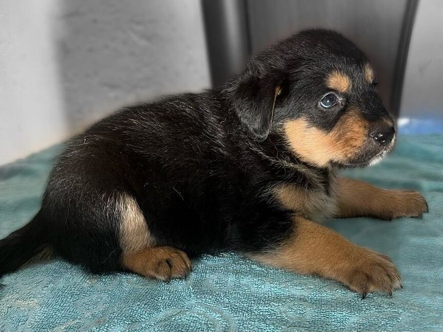 Отдам в добрые руки щенков