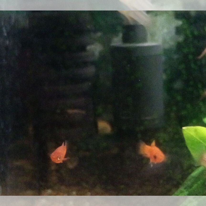 Меченосец зелёный и рубин