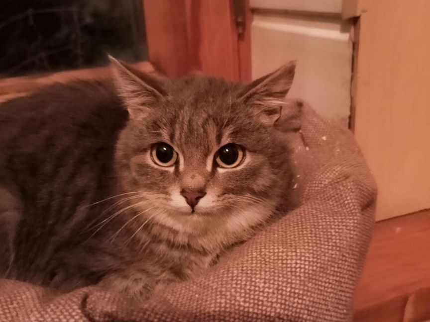 Котенок Тимоша