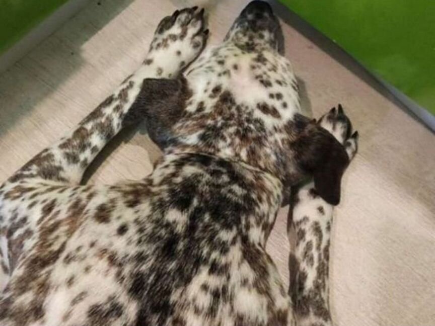 Отдам собаку далматин