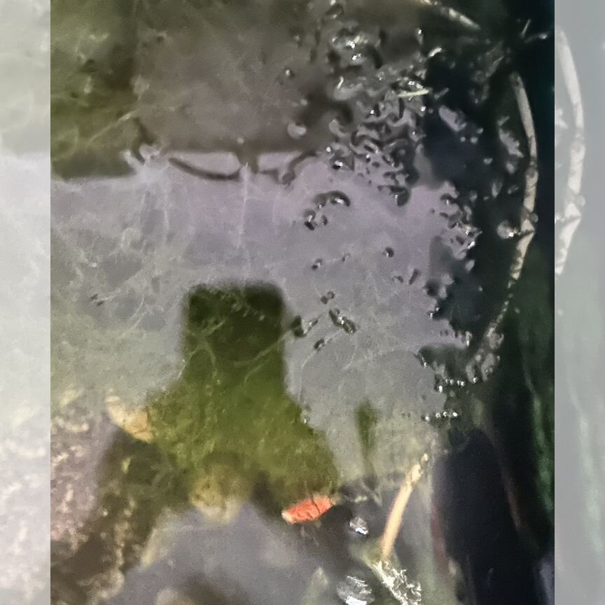 Водоросли для аквариума роголистник