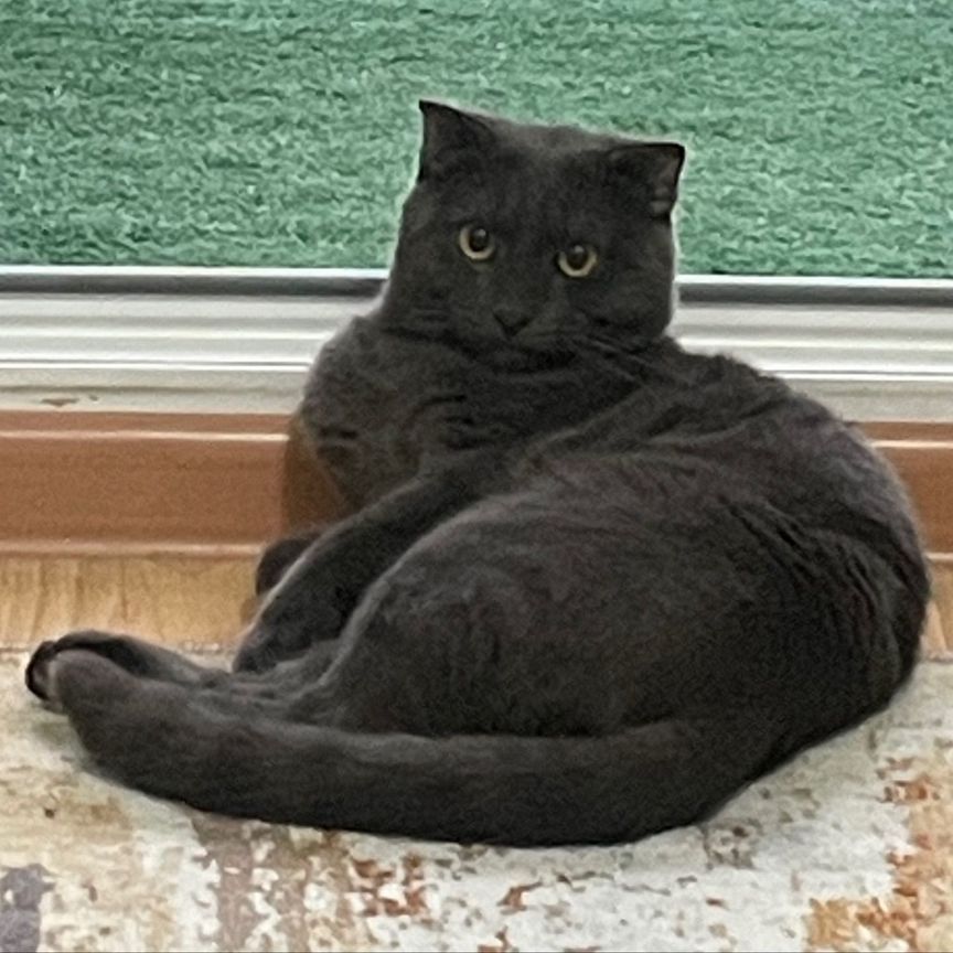 Британский короткошёрстный, взрослый кот