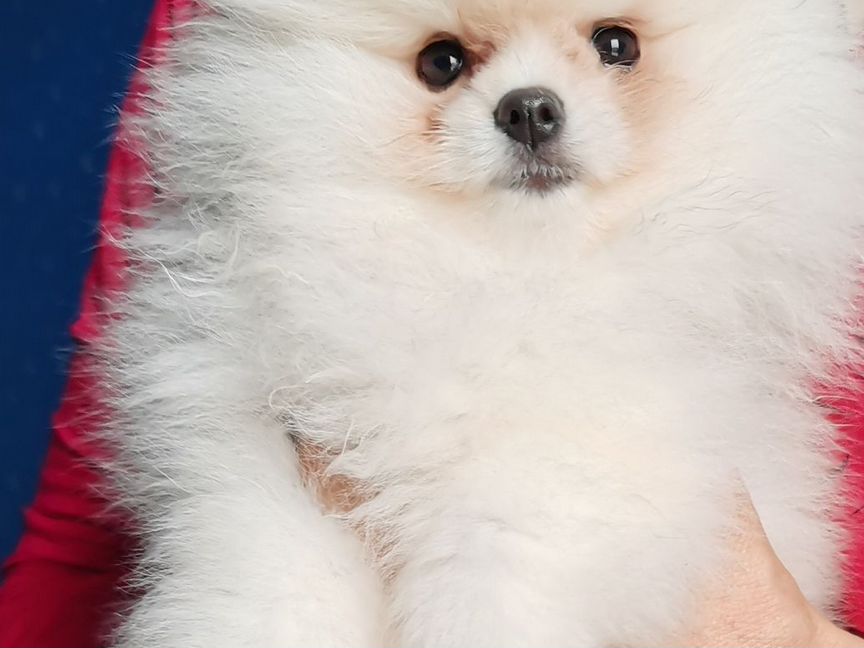 Померанский шпиц девочка РКФ