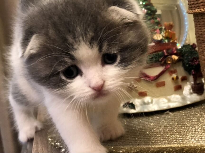 Шотландские вислоухие прямоухие котята