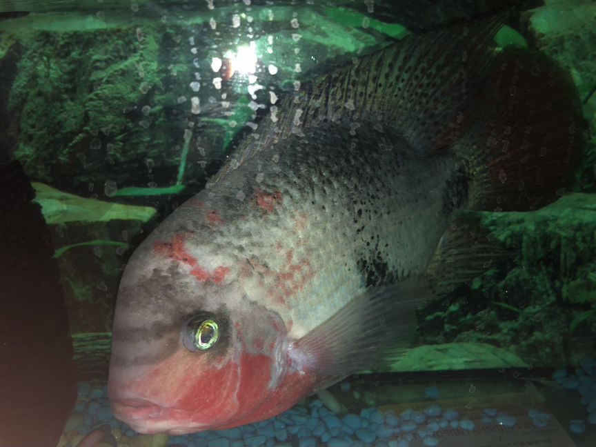 Продам красногорлую цихлазому и астронотуса