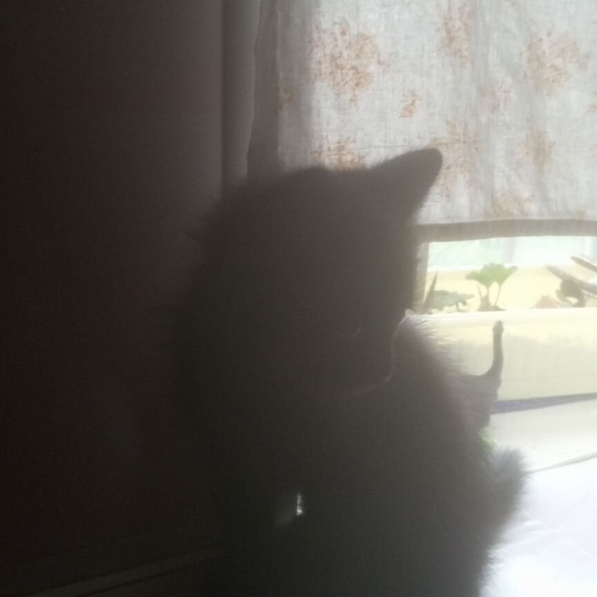 Черный котенок в добрые руки