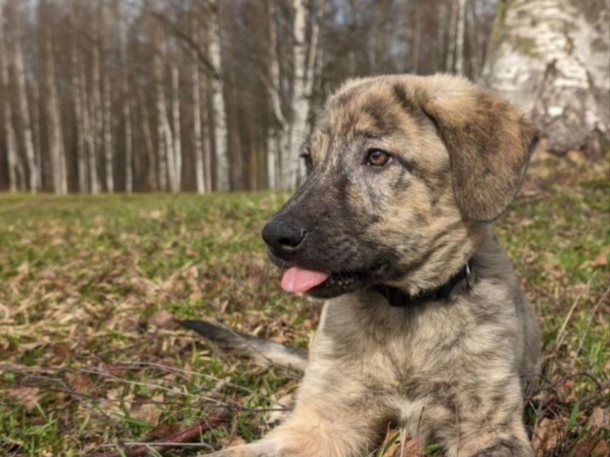 Собака в добрые руки