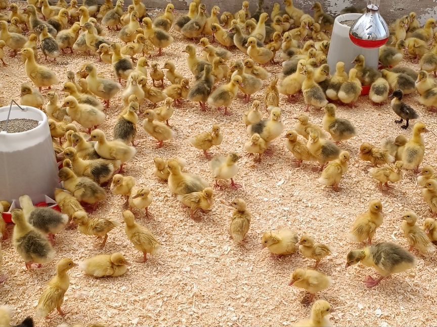 Утята- гусята