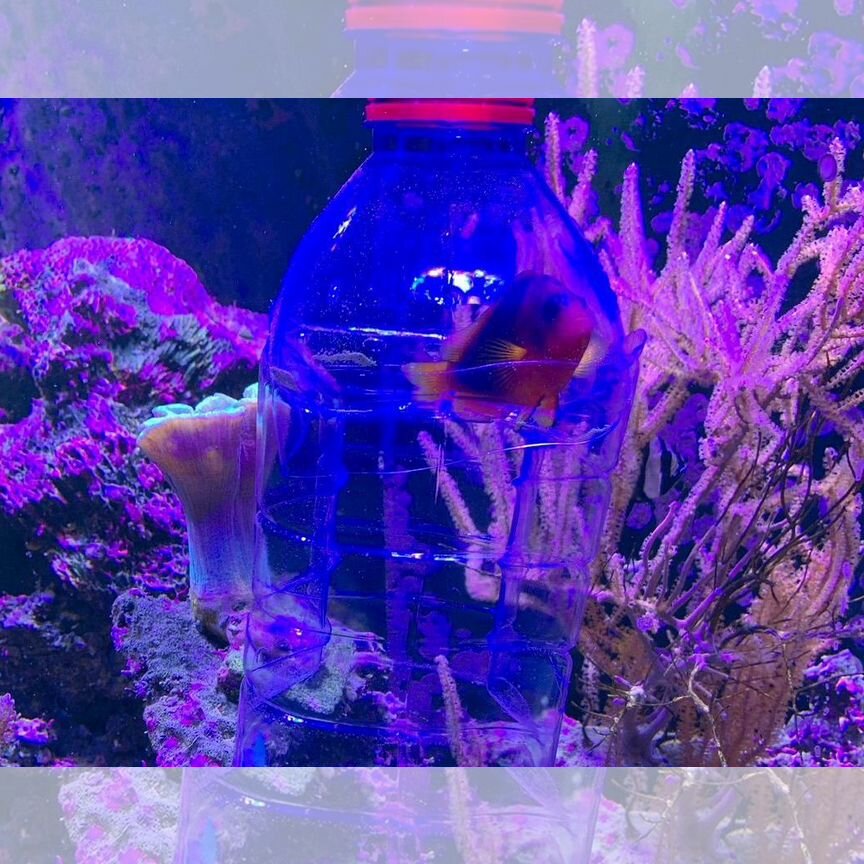 Рыбка клоун без полосок