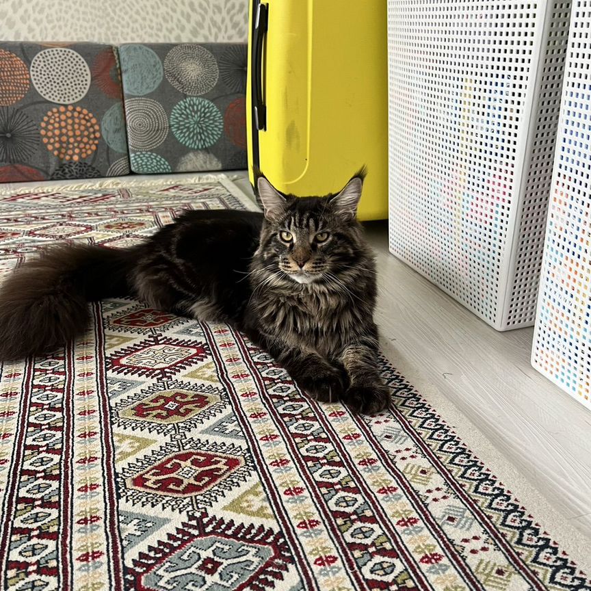 Кот мейкун в добрые руки