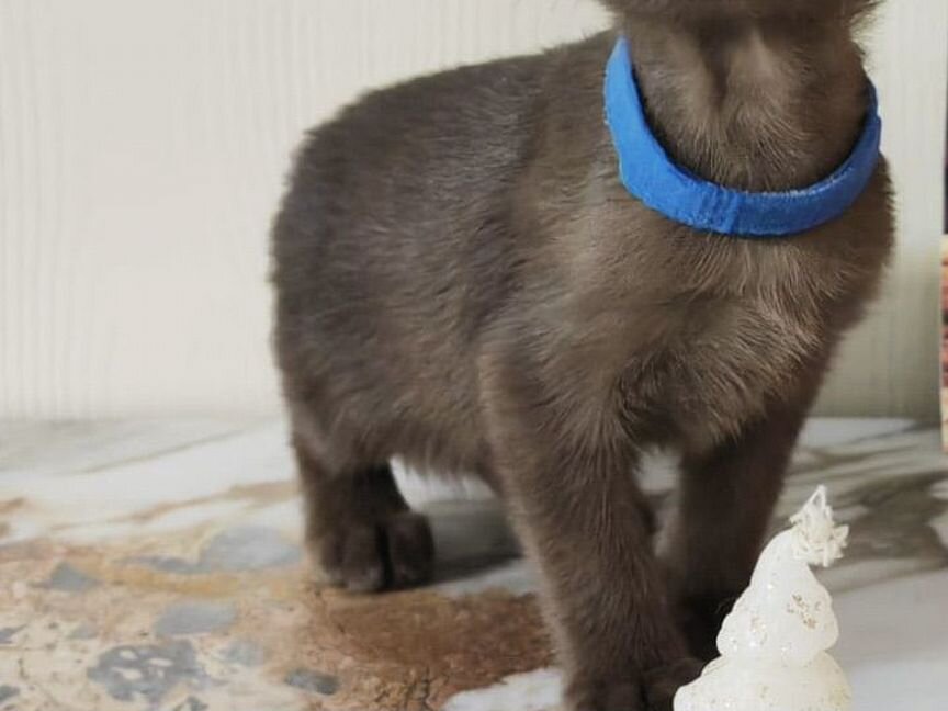 Бурманские котята