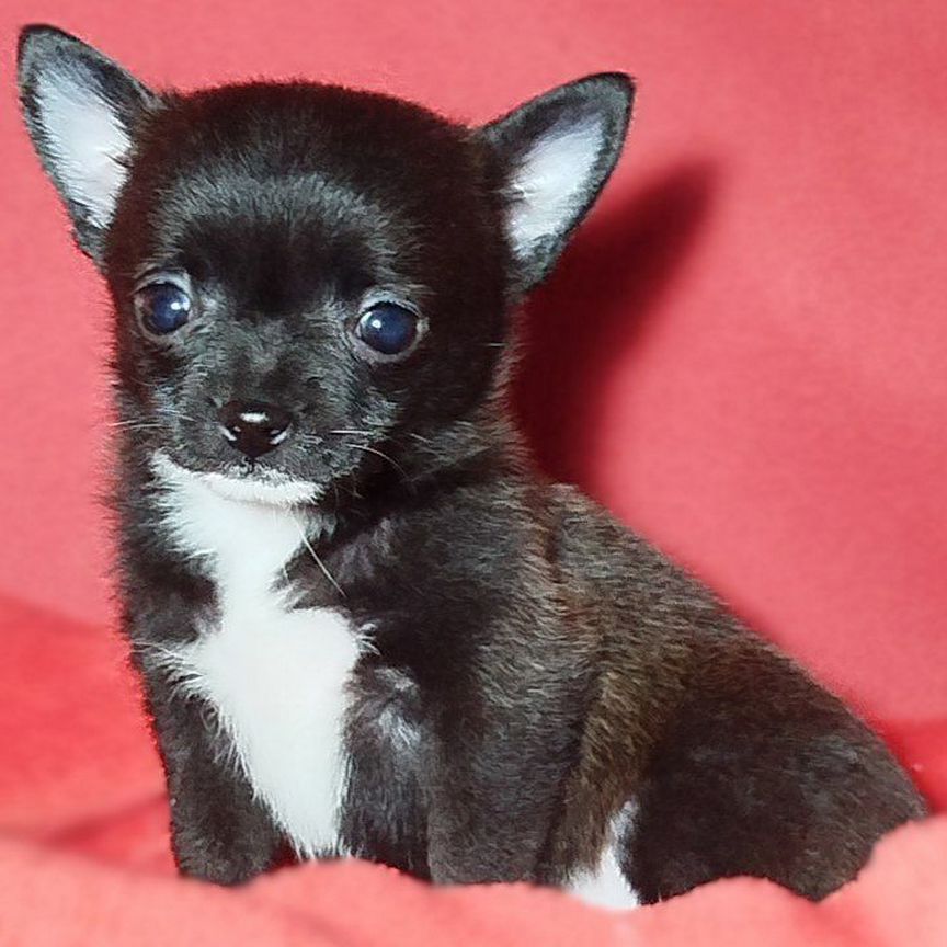 Чихуахуа, щенок