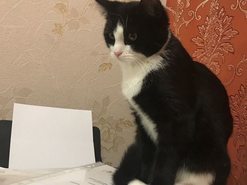 Отдам котика в добрые руки