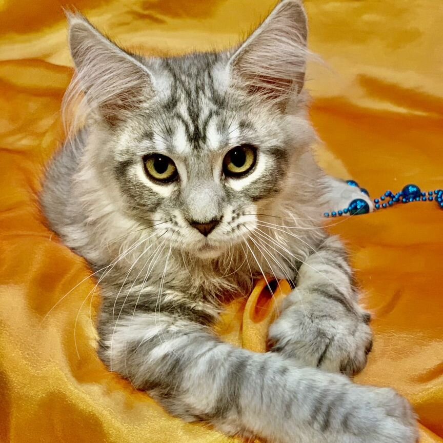 Котята мейн-кун полидакт питомник