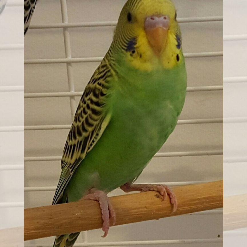 Продам волнистого попугая