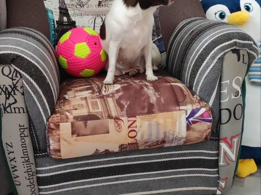 Чихуахуа левочка бело-шоколадная