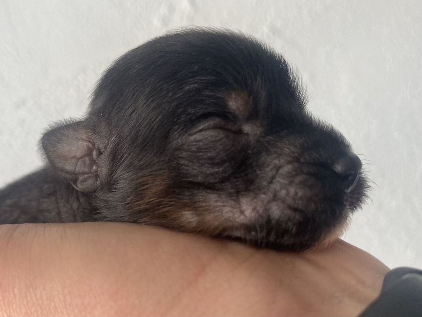 Щенки китайской хохлатой ранний резерв