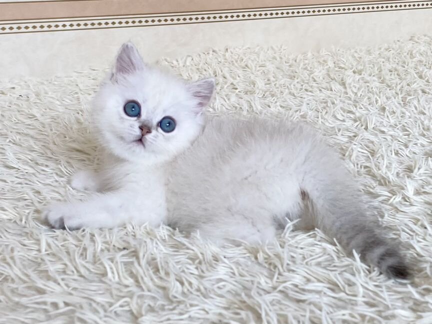 Эксклюзивная девочка в окрасе ns1133