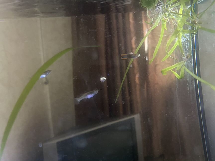 Аквариумные рыбки гуппи,самцы и самочки