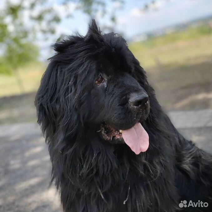 Отдам ньюфаундленда