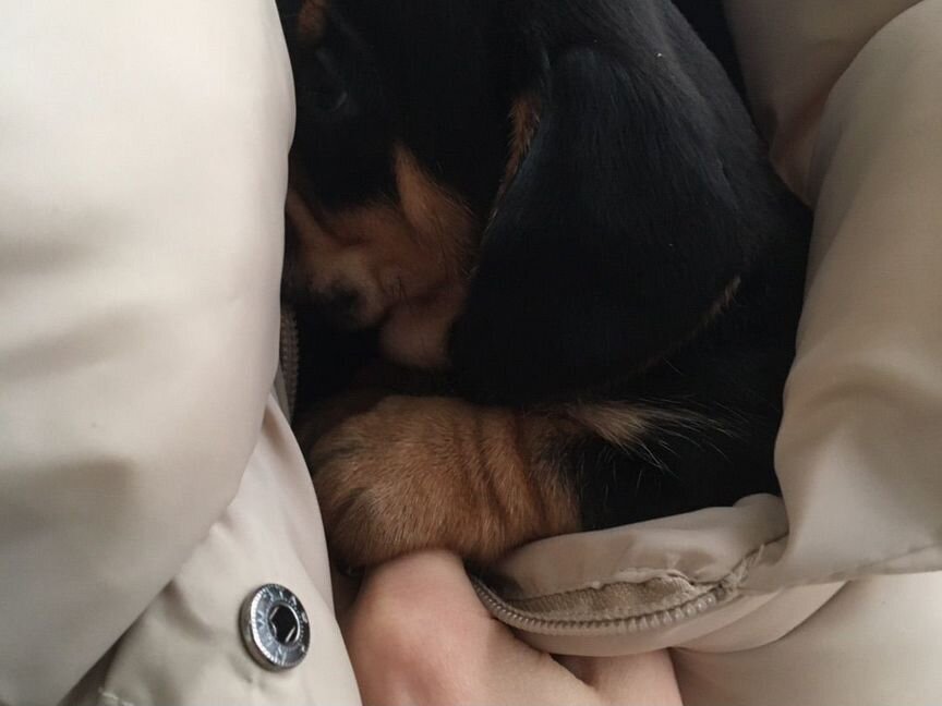 Щенки таксы