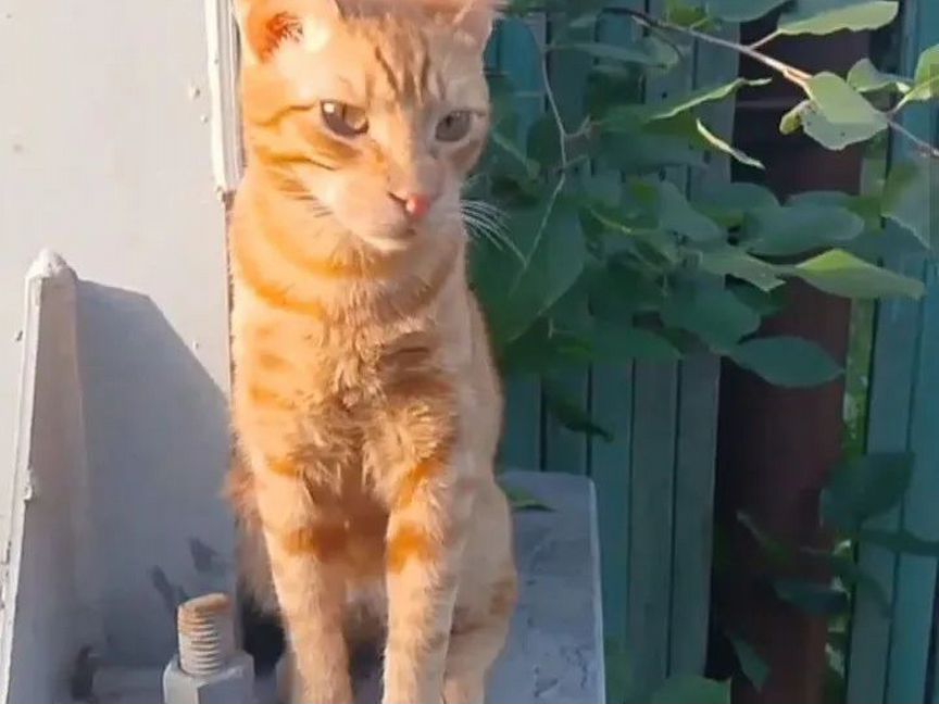 Котенок в добрые руки бесплатно