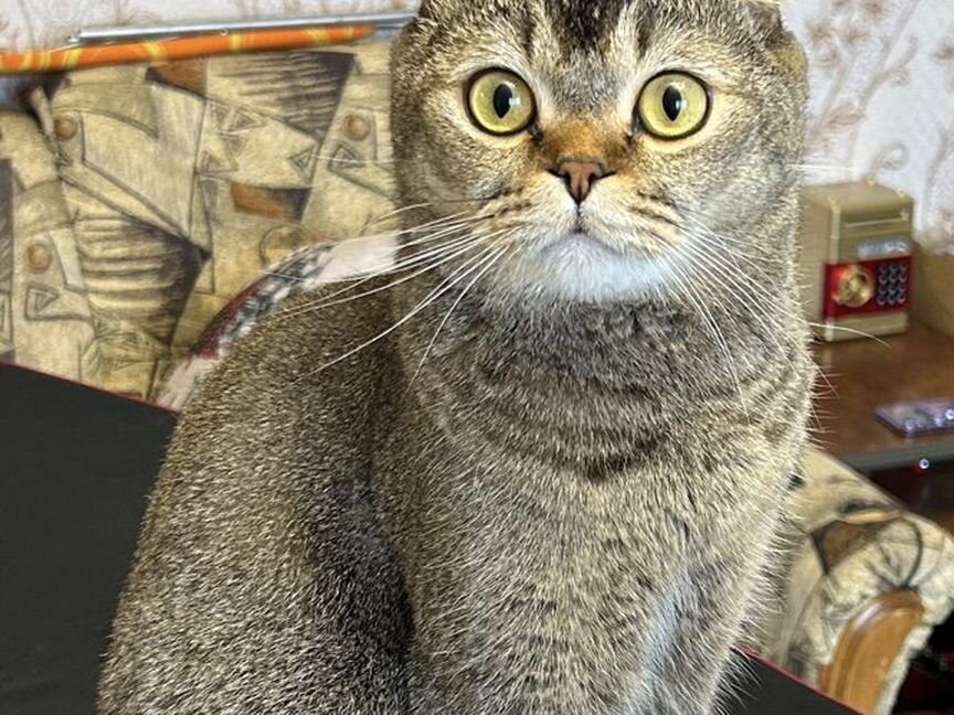Кот британец