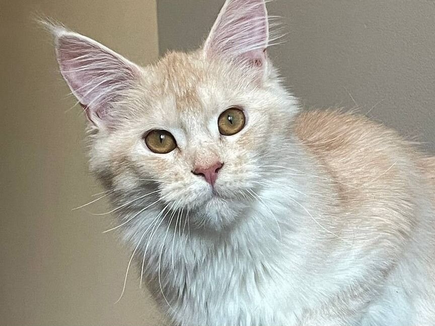 Котенок мейн-кун рыжий