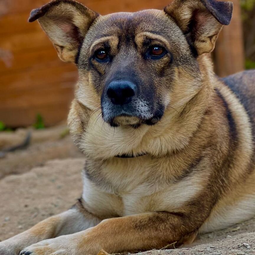 Дружок ищет дом