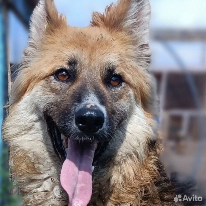 Анфиса ищет семью