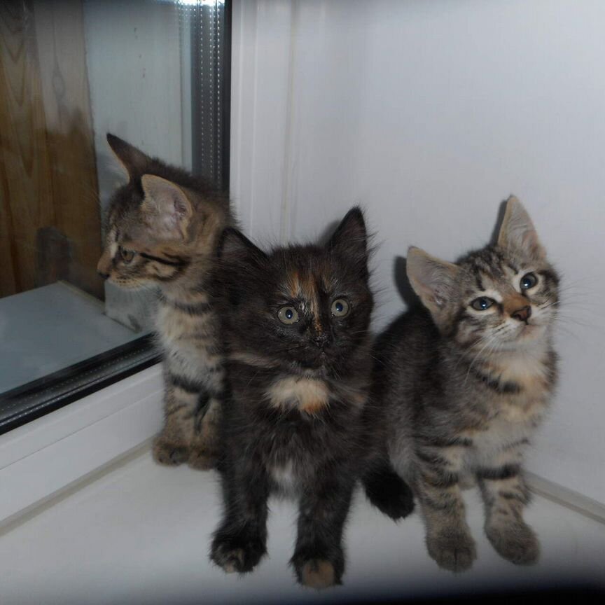 Отдам котят В добрые руки