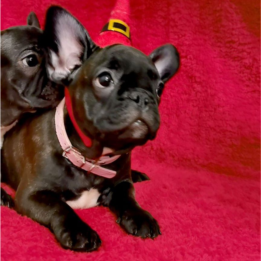 Французский бульдог, щенок