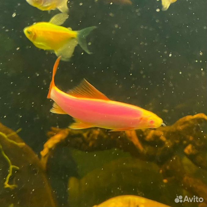 Лабео гло фиш розовая в добрые руки