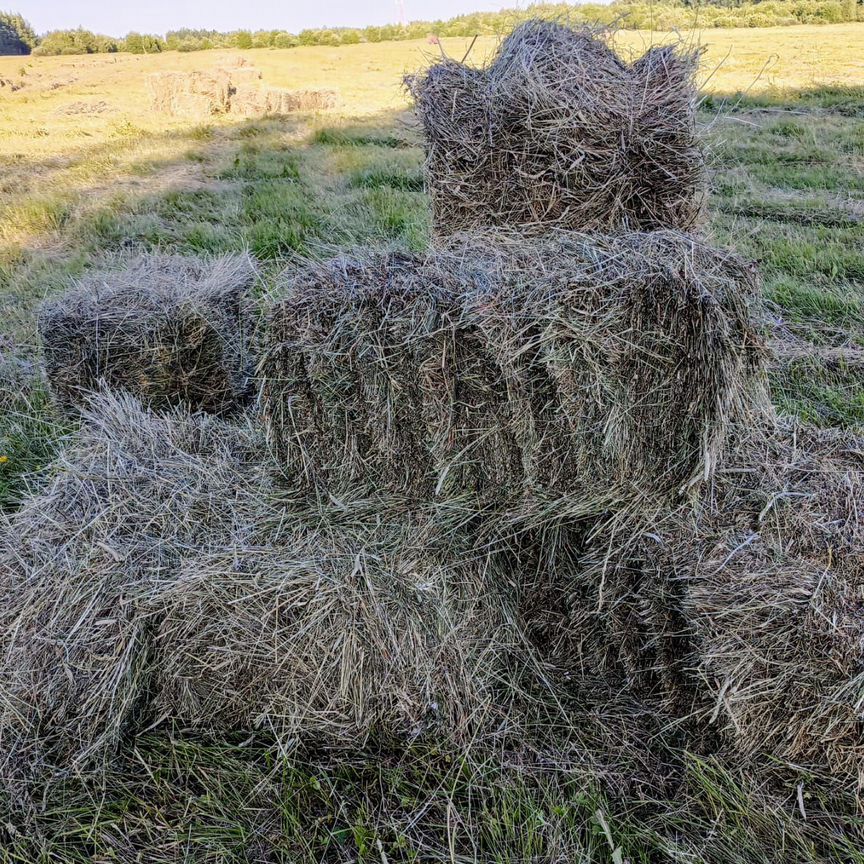 Сено в брикетах