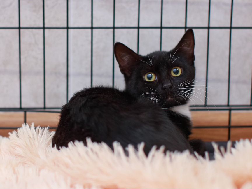 Кошка ищет дом