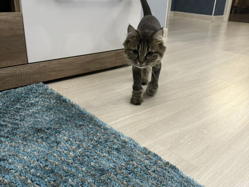 Отдам кошку в добрые руки